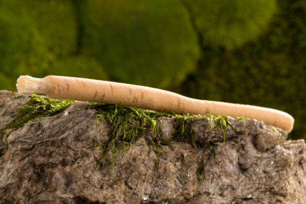 Miswak Legacy: The Original Toothbrush – The Research Root